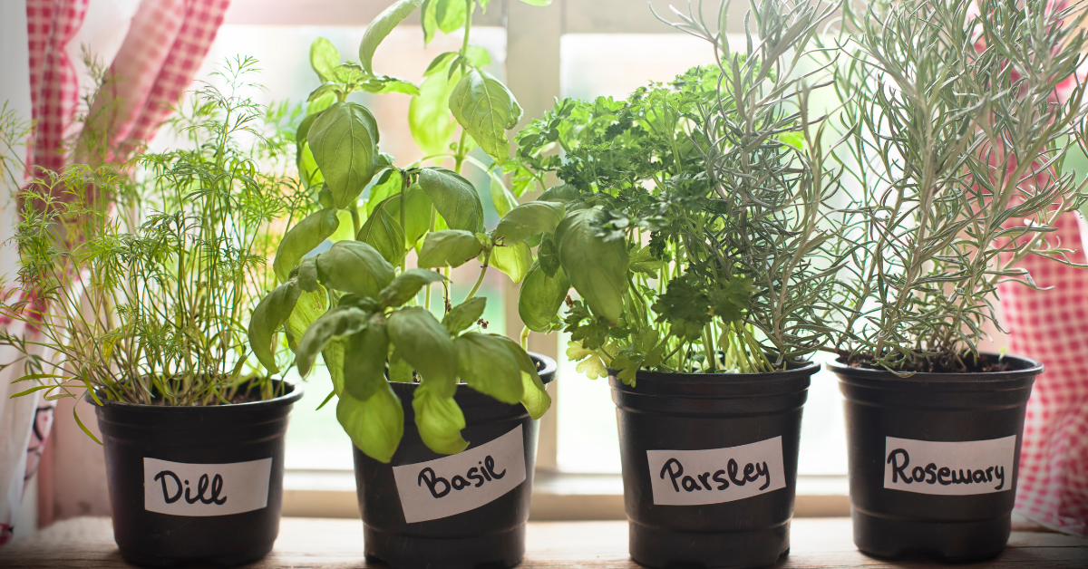 10 Best Plants to Grow Indoors from Seed